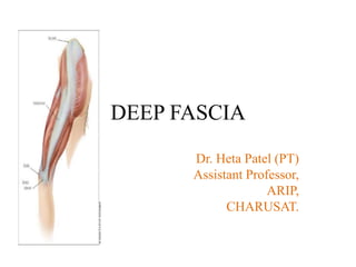 DEEP FASCIA OF THIGH | PPTX