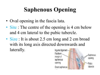 DEEP FASCIA OF THIGH | PPTX