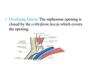 DEEP FASCIA OF THIGH | PPTX