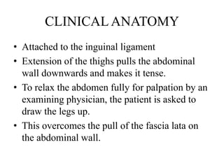 DEEP FASCIA OF THIGH | PPTX
