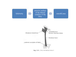 DEEP FASCIA OF THIGH | PPTX