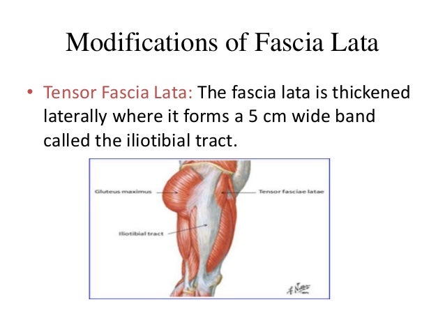 DEEP FASCIA OF THIGH