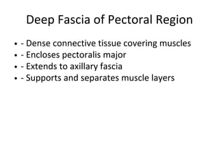 Deep fascia and. pectoral region | PDF