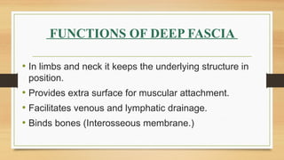Deep_Fascia and its modifications .pptx