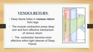 Deep_Fascia and its modifications .pptx