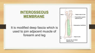 Deep_Fascia and its modifications .pptx
