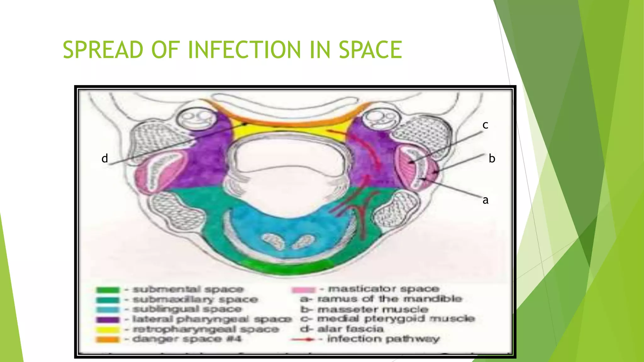 Deep facial spaces of head and neck | PPTX
