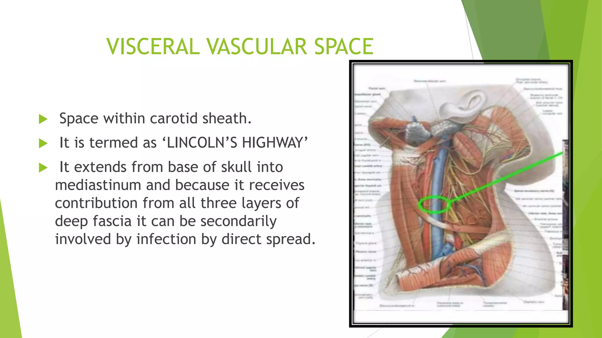 Deep facial spaces of head and neck | PPTX