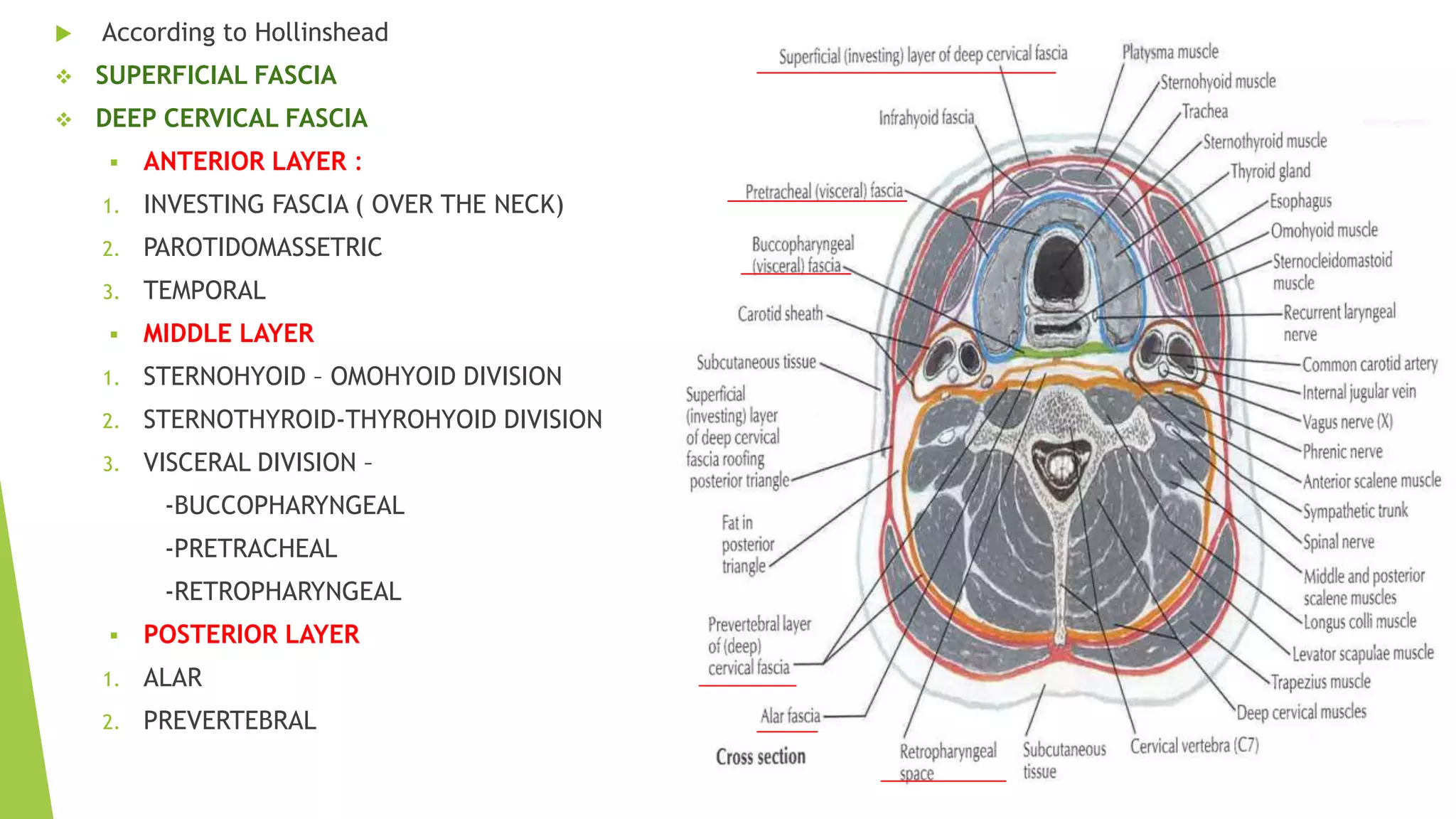 Deep facial spaces of head and neck | PPTX