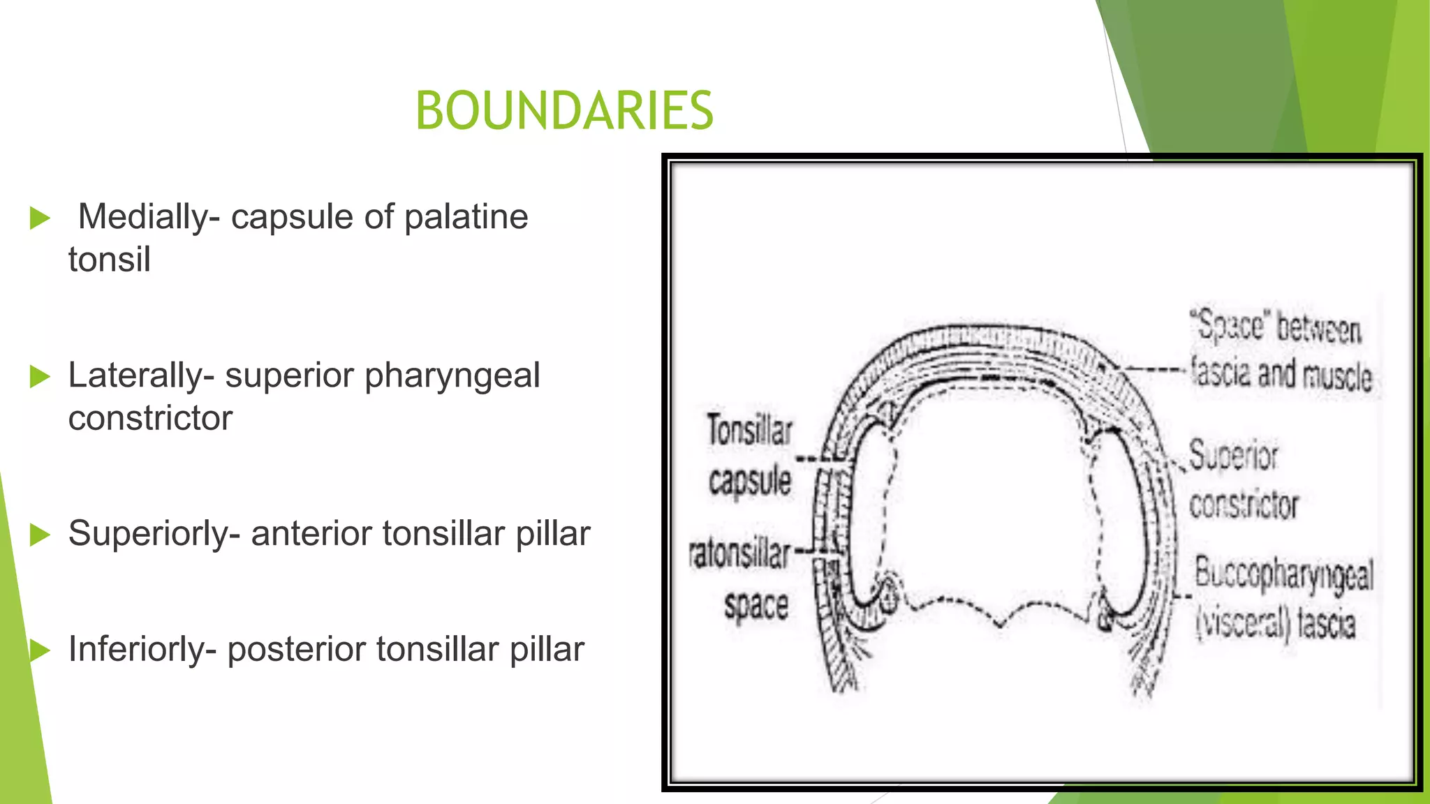 Deep facial spaces of head and neck | PPTX