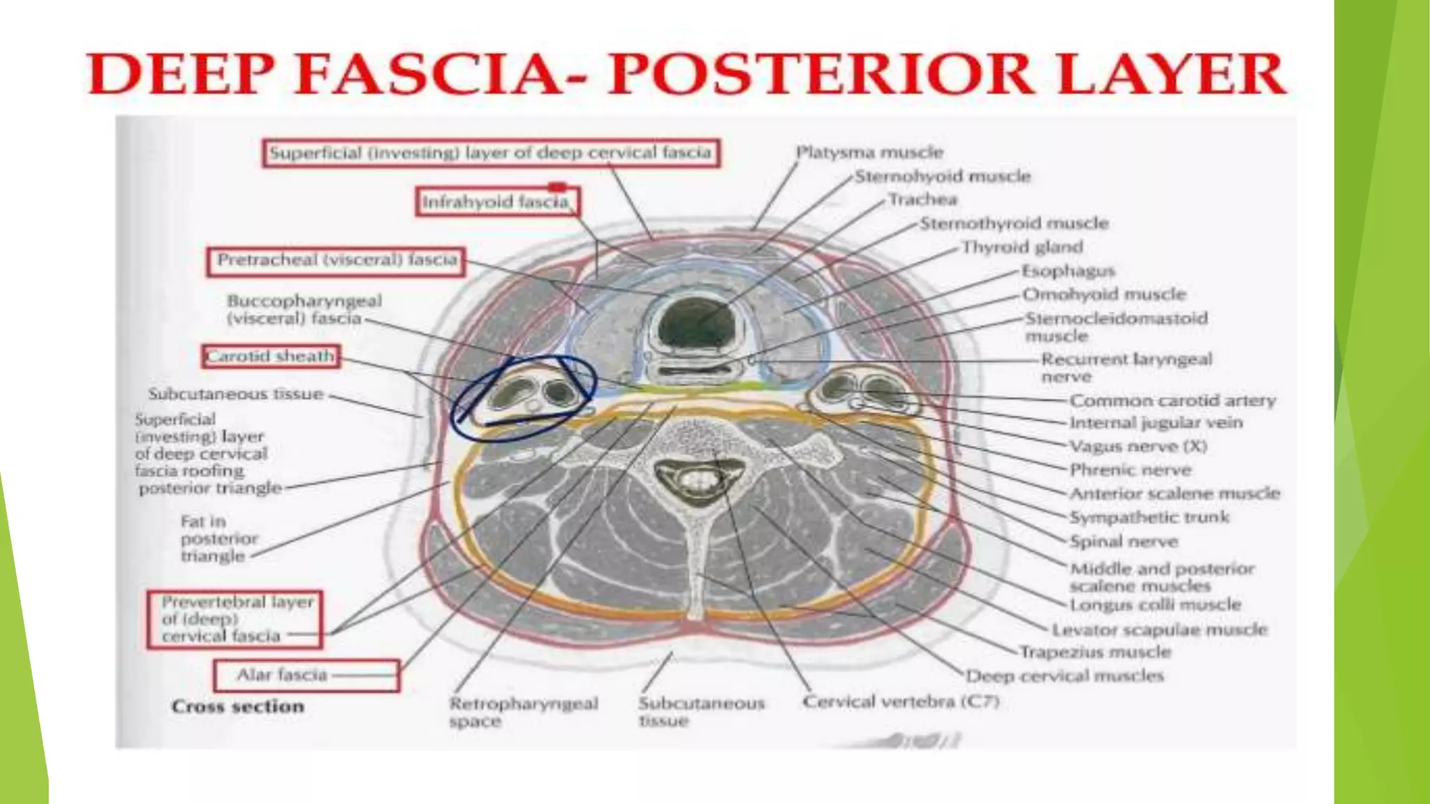 Deep facial spaces of head and neck | PPTX