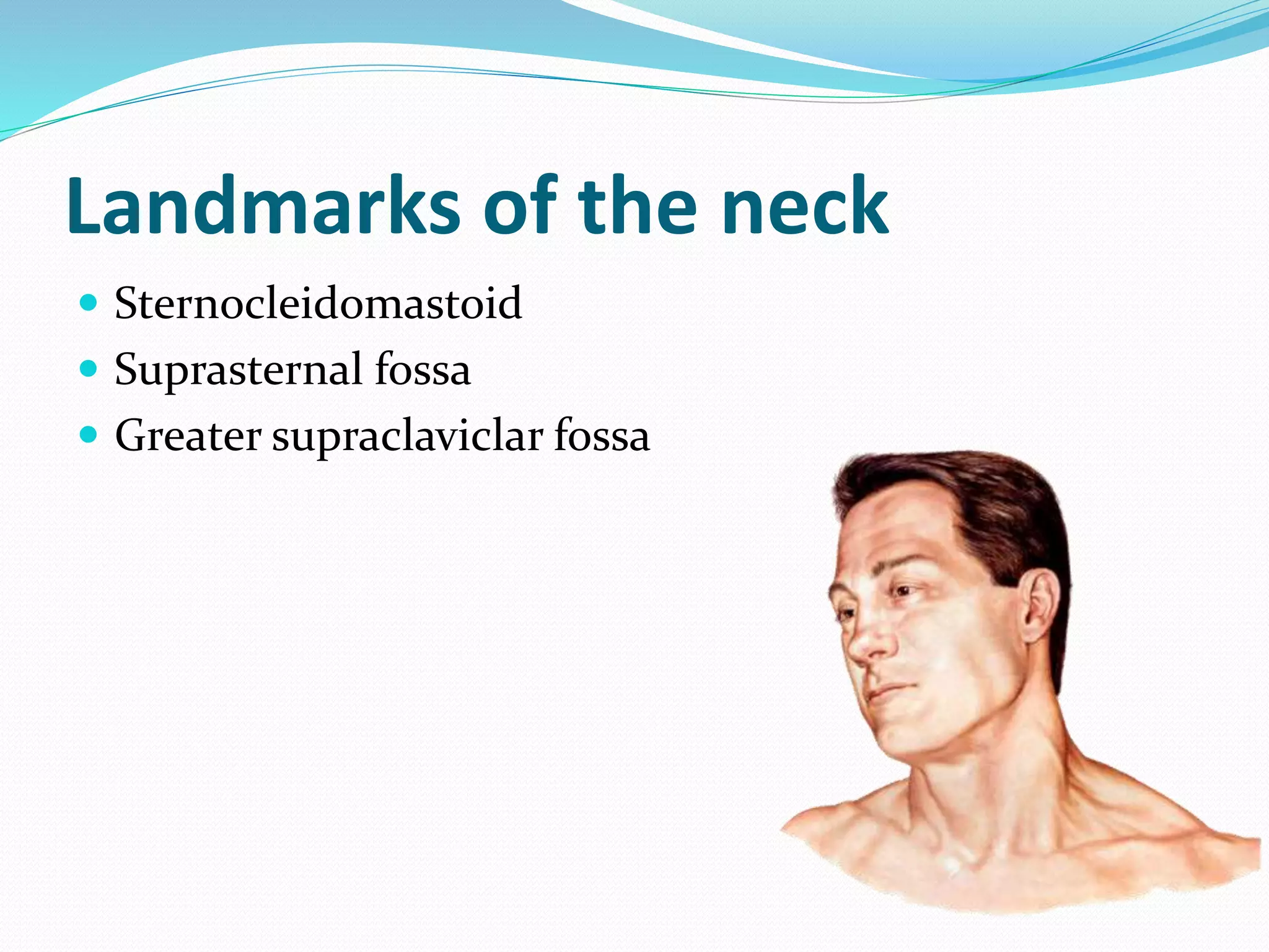Deep fascia of Neck | PPTX