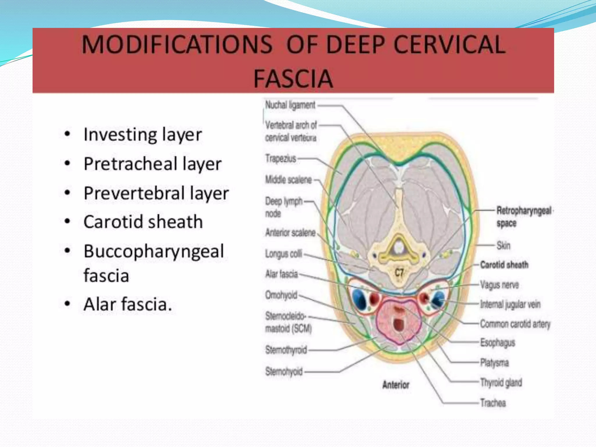Deep fascia of Neck | PPTX