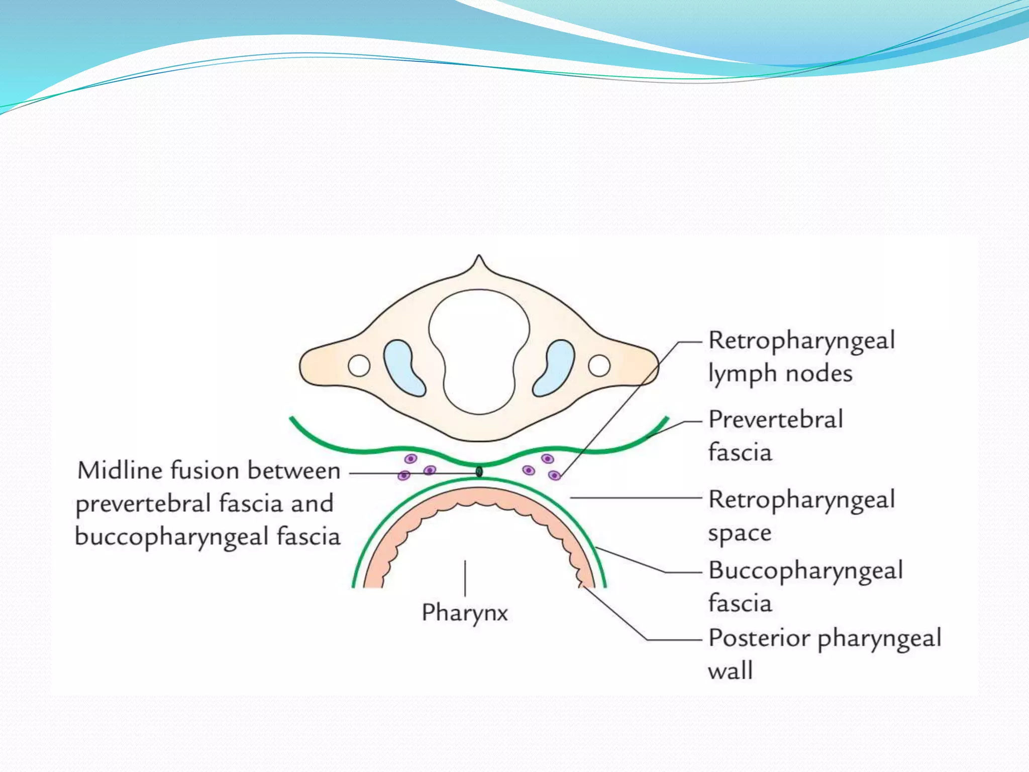 Deep fascia of Neck | PPTX