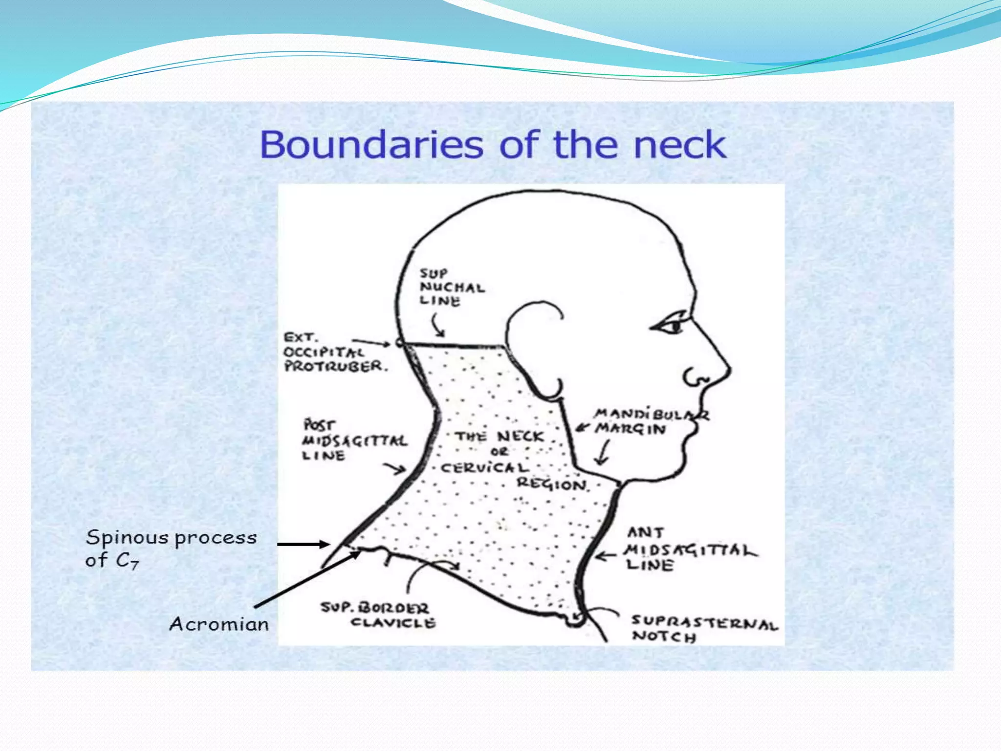Deep fascia of Neck | PPTX