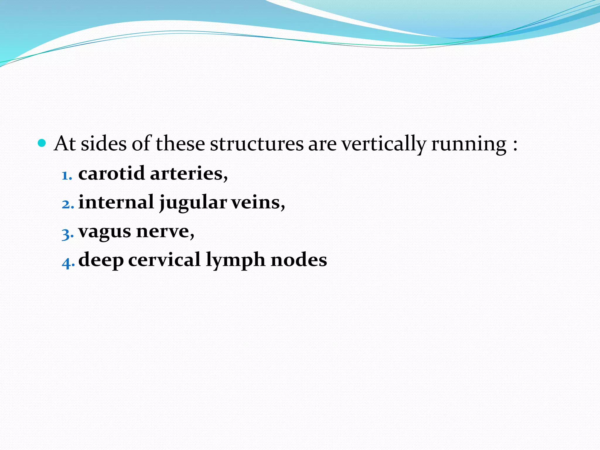 Deep fascia of Neck | PPTX