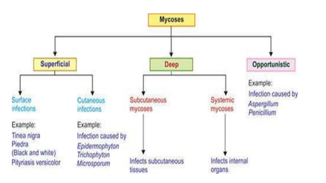 Deep fungal infection.pptx | Skin and Dermatology | Diseases and Conditions
