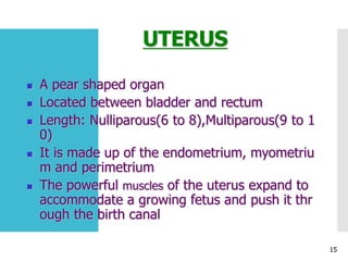 ANATOMY OF FEMALE REPRODUCTIVE SYSTEM | PPT