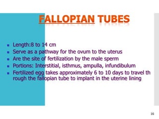 ANATOMY OF FEMALE REPRODUCTIVE SYSTEM | PPT