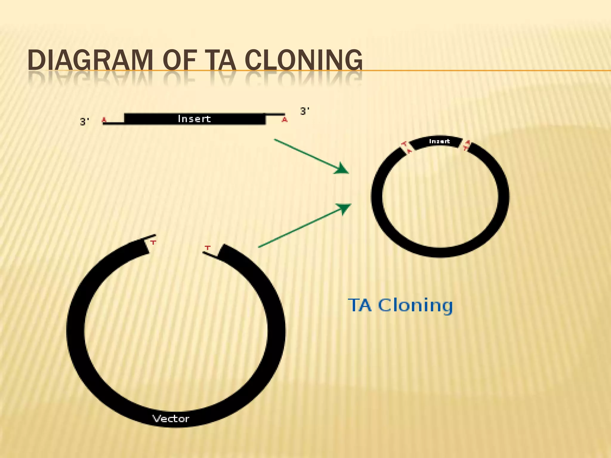 T/A CLONING | PPTX