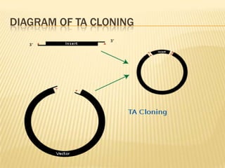 T/A CLONING | PPTX