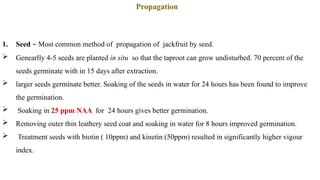 Comprehensive Production Technology of Jackfruit: Cultivation ...