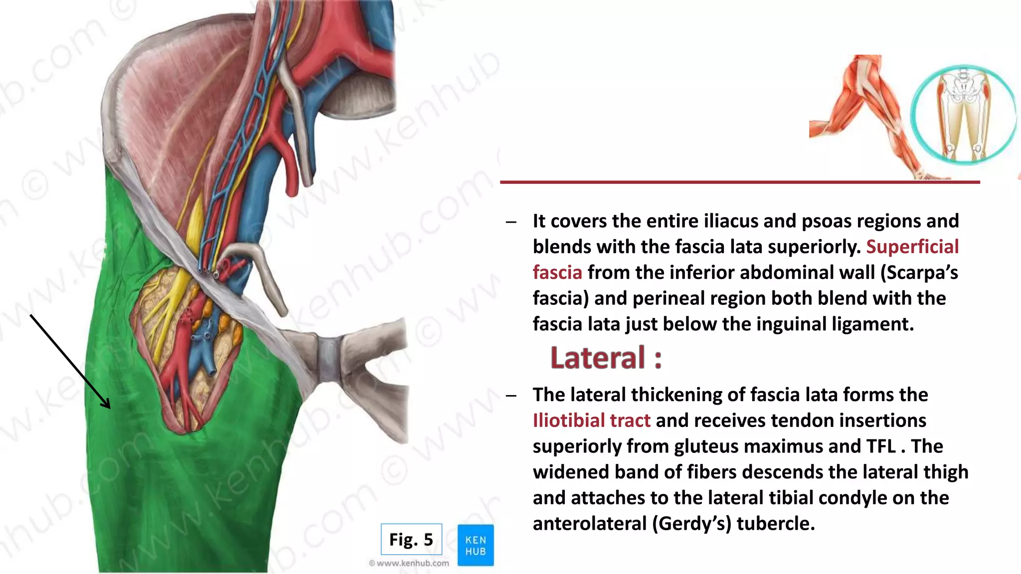 Deep layer of (Iliotibial) IT band | PPTX