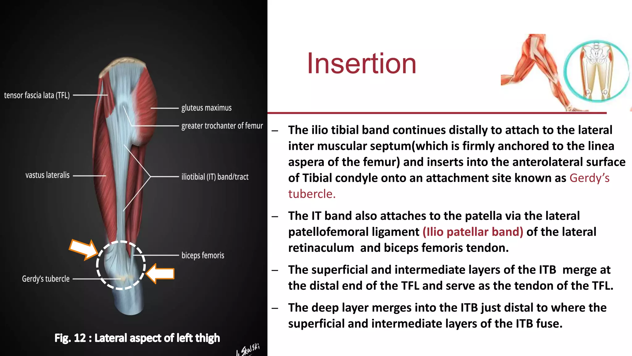 Deep layer of (Iliotibial) IT band | PPTX