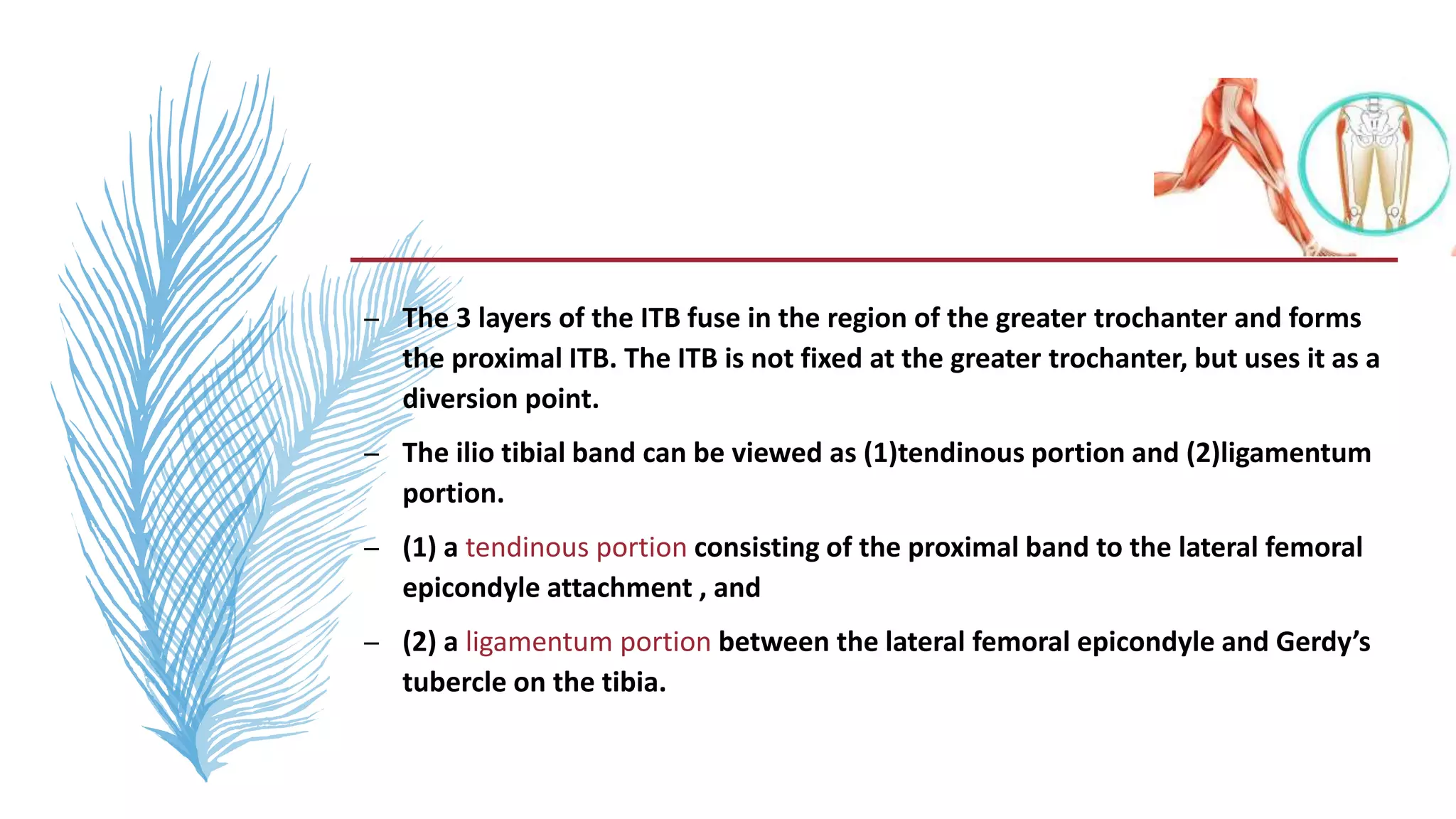Deep layer of (Iliotibial) IT band | PPTX
