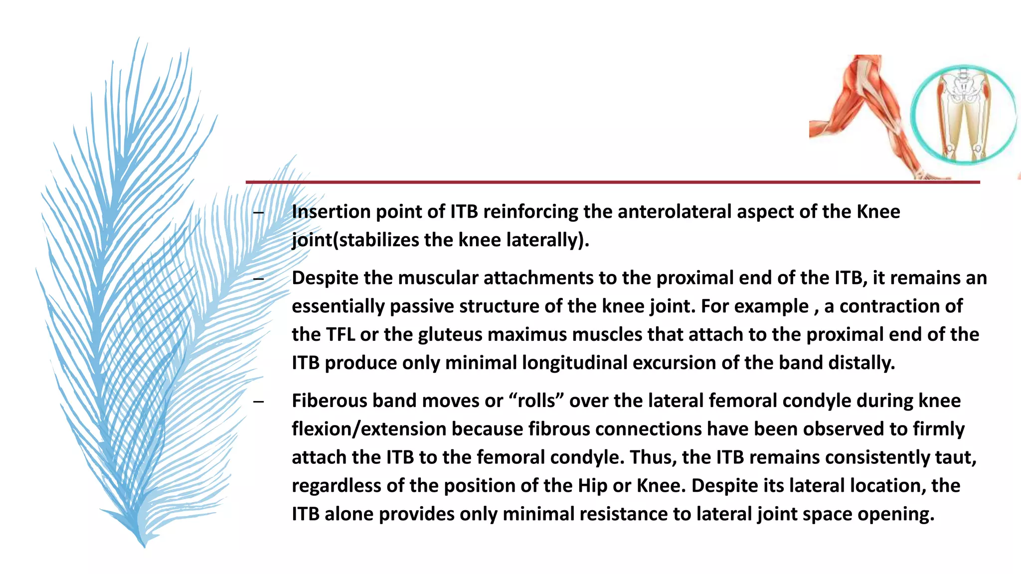 Deep layer of (Iliotibial) IT band | PPTX