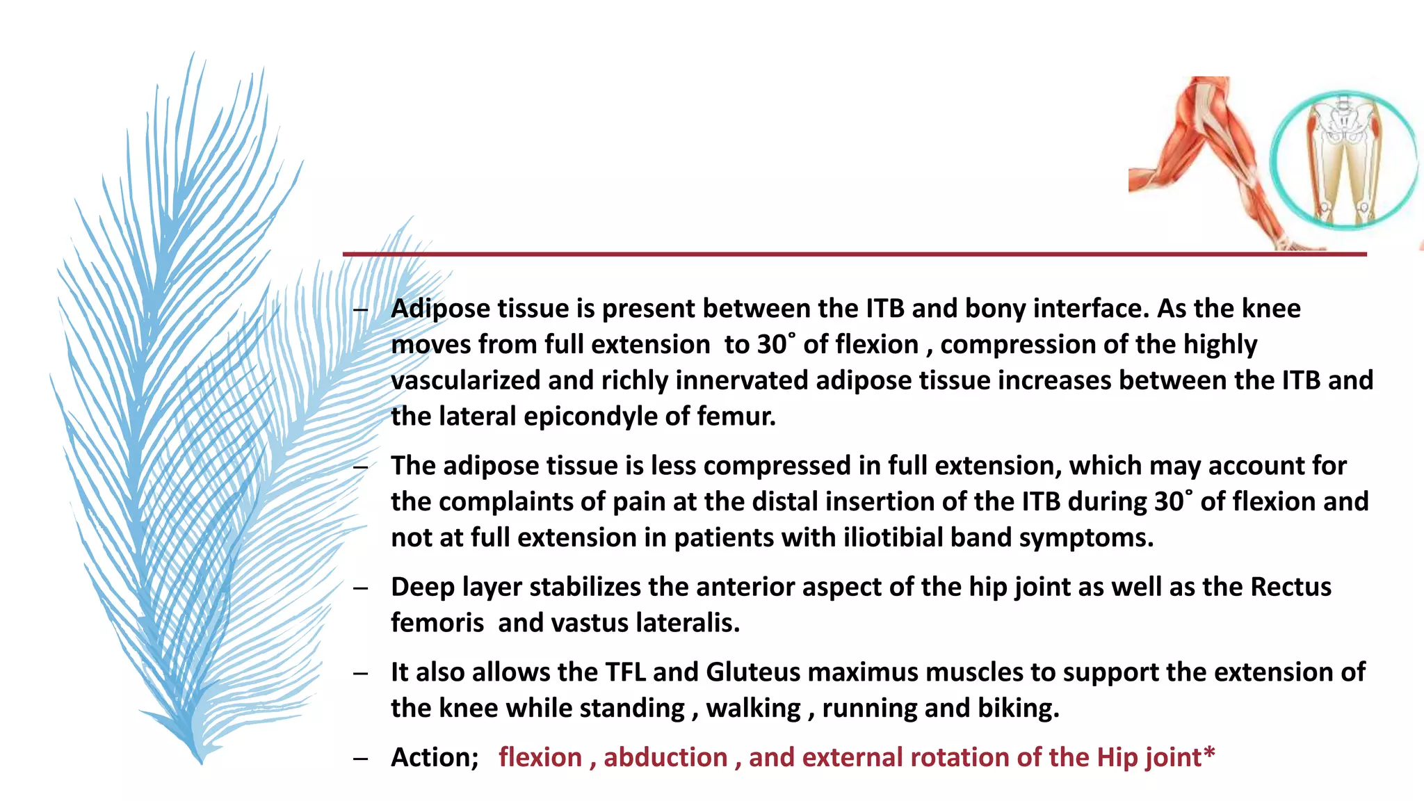 Deep layer of (Iliotibial) IT band | PPTX