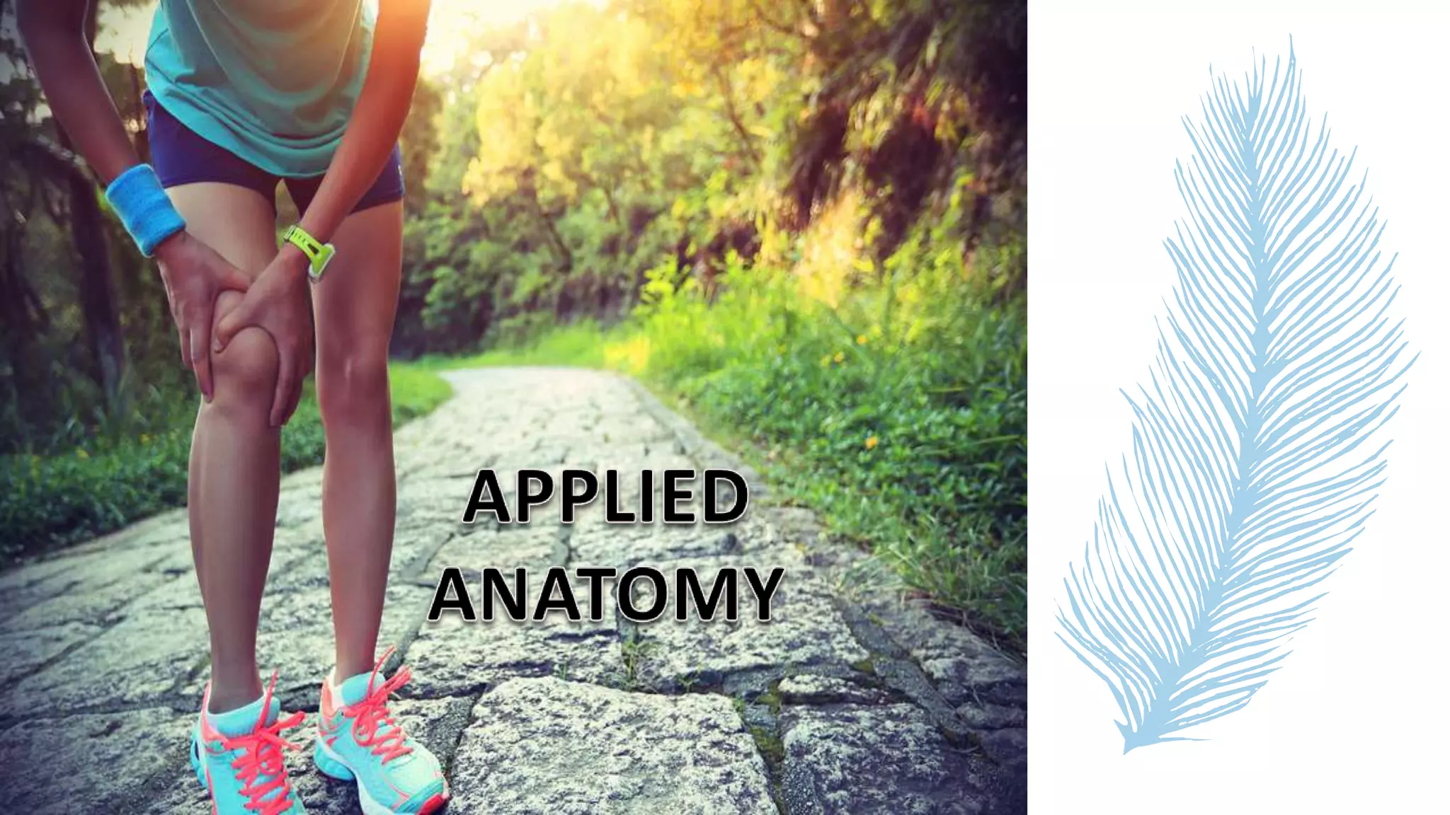 Deep layer of (Iliotibial) IT band | PPTX