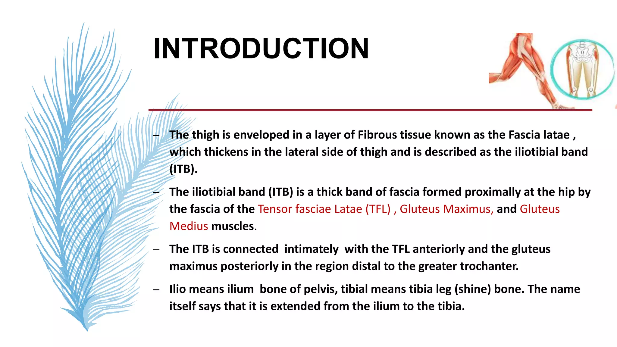 Deep layer of (Iliotibial) IT band | PPTX