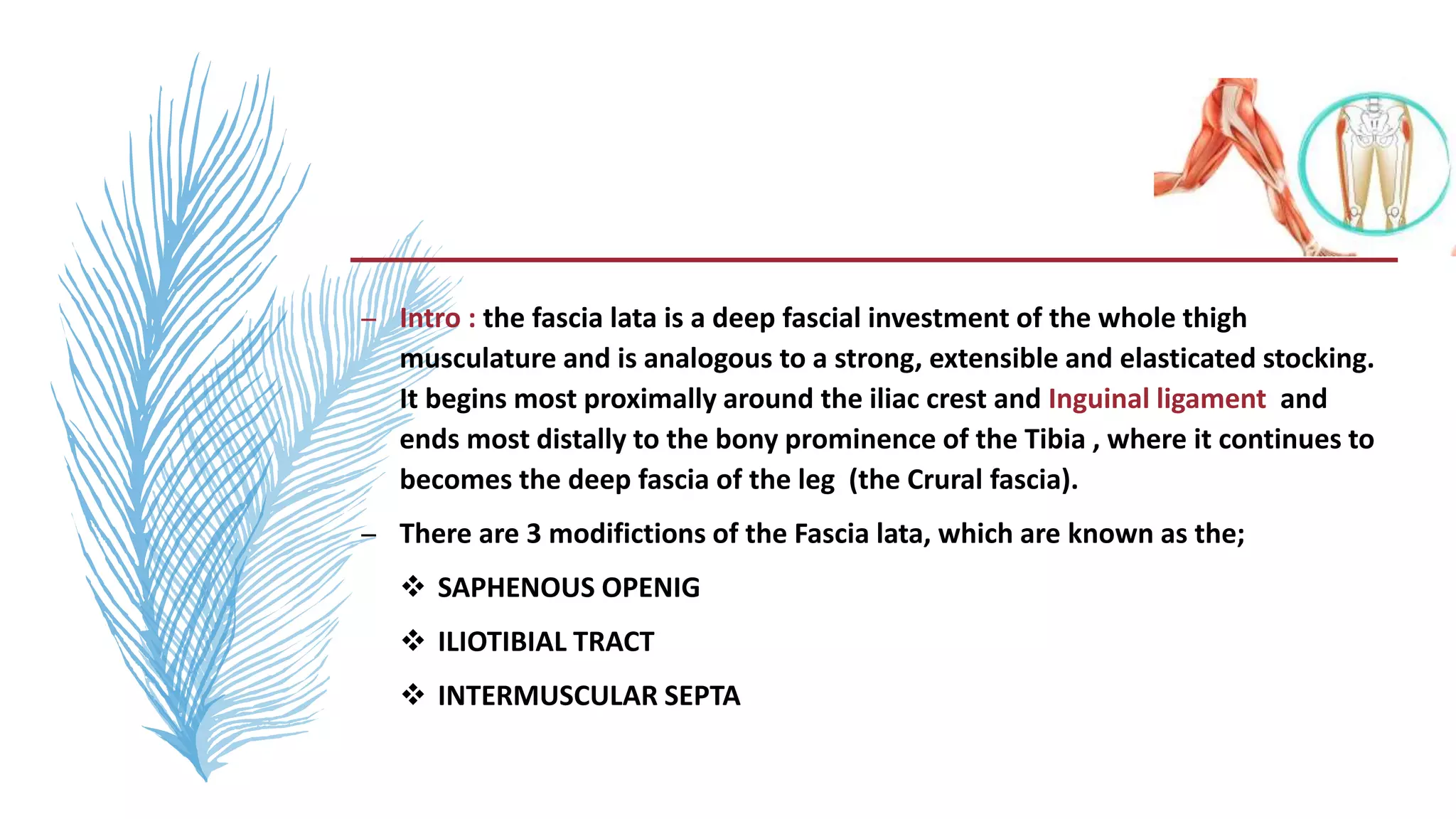 Deep layer of (Iliotibial) IT band | PPTX
