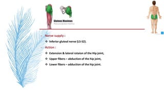 Deep layer of (Iliotibial) IT band | PPTX