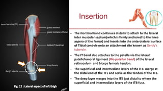 Deep layer of (Iliotibial) IT band | PPTX