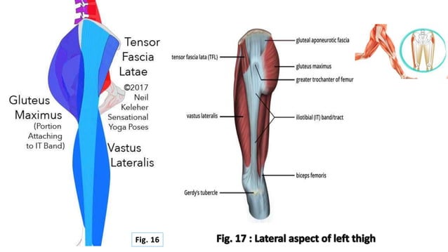Deep layer of (Iliotibial) IT band | PPTX