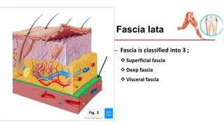 Deep layer of (Iliotibial) IT band | PPTX