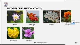 Deep Learning - Based Bangladeshi Flower Identification System.pptx