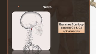 Deep neck flexors final | PPTX