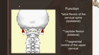 Deep neck flexors final | PPTX