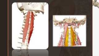 Deep neck flexors final | PPTX