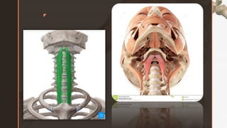 Deep neck flexors final | PPTX