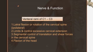 Deep neck flexors final | PPTX