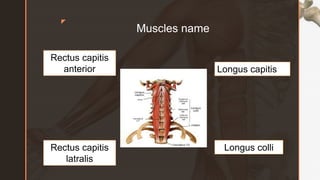 Deep neck flexors final | PPTX