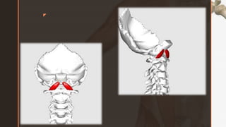 Deep neck flexors final | PPTX
