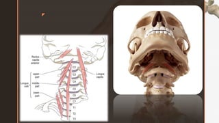 Deep neck flexors final | PPTX
