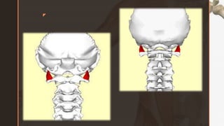 Deep neck flexors final | PPTX
