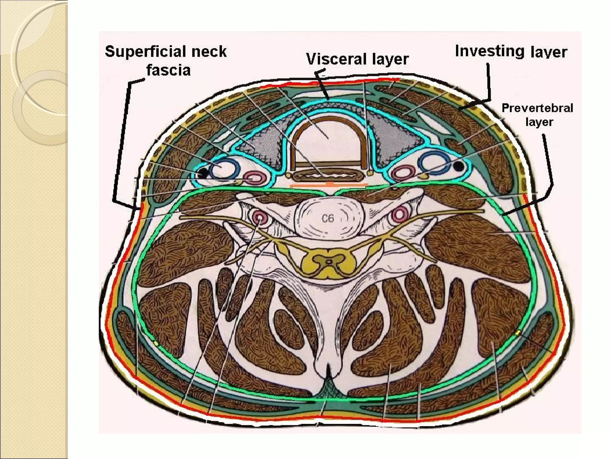 Deep neck infection | PPT
