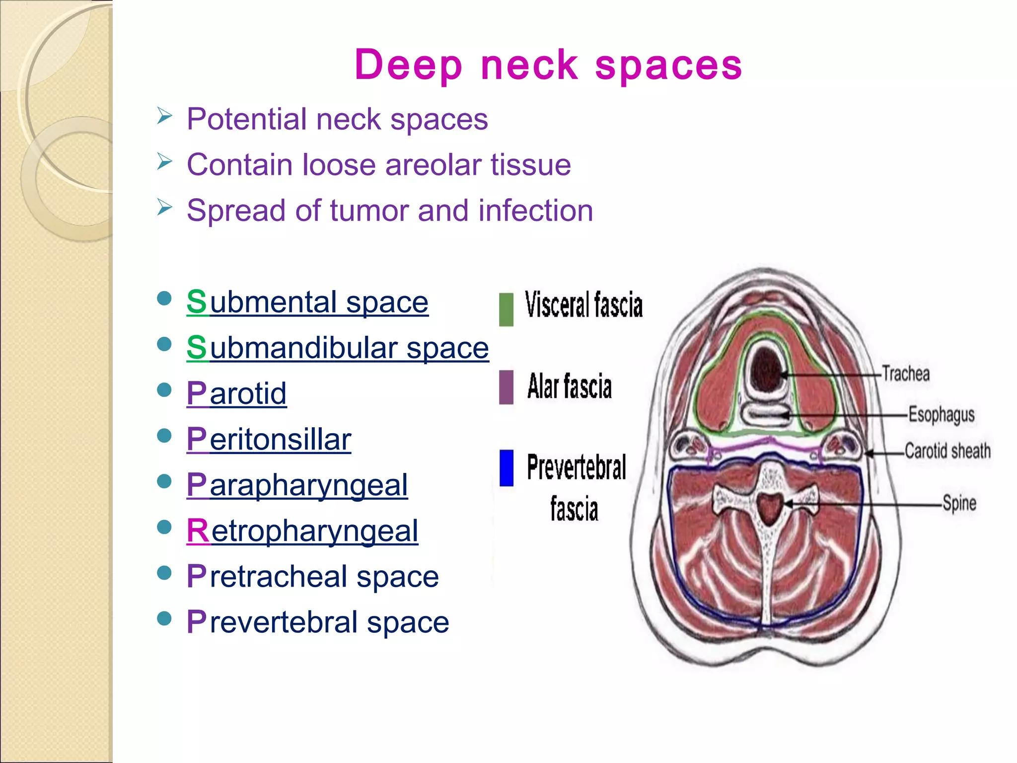 Deep neck infection | PPT